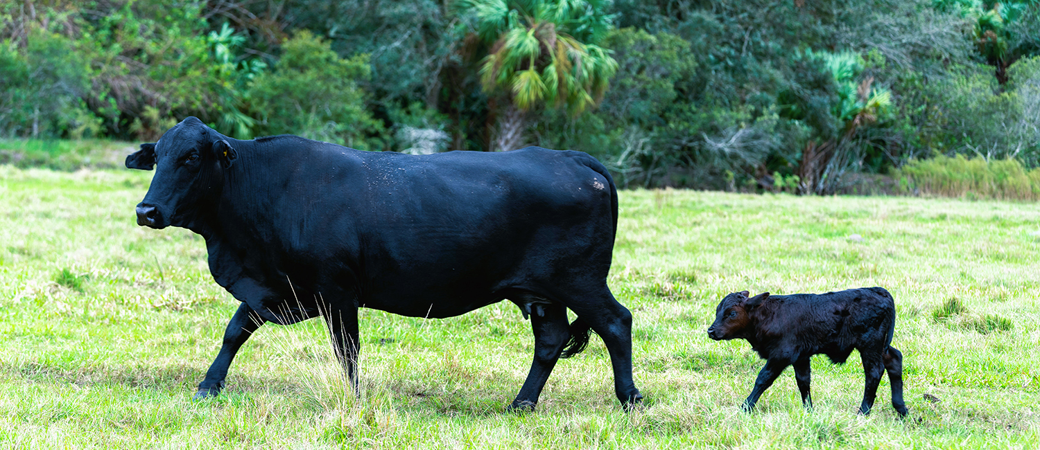 Animal Welfare | Florida Beef Incorporated